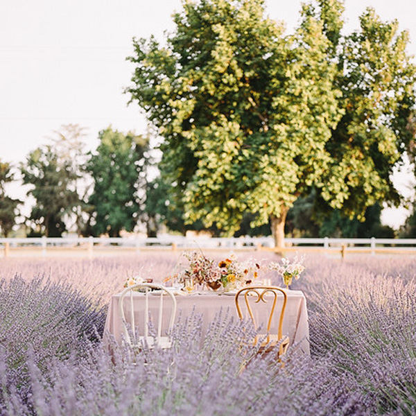 Lavender Farm - Frances Lane